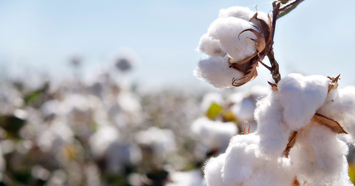 Watch: Scientists breed flame-resistant cotton, without added chemicals