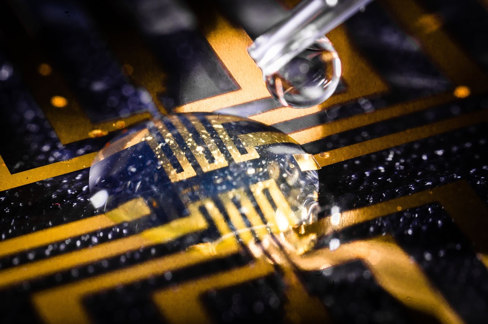 Cyborg fish grow electrodes in their brains and fins