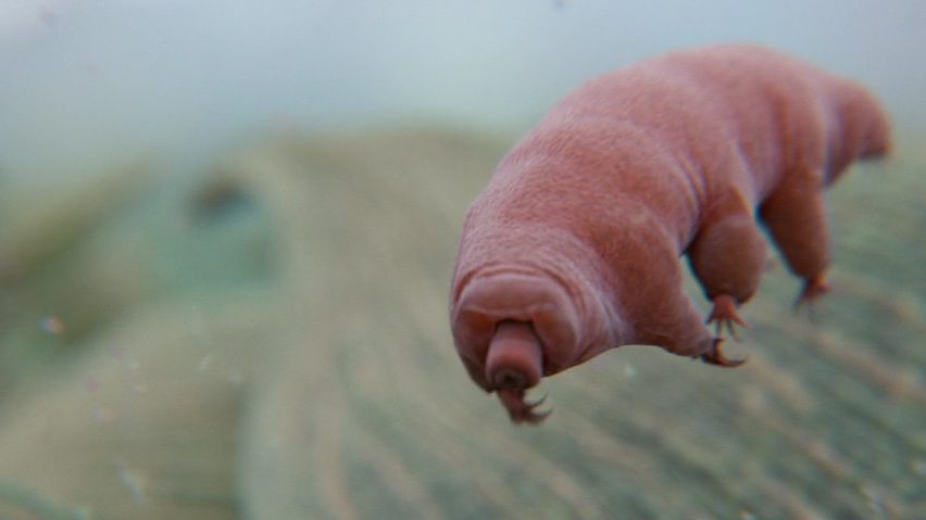 Scientists figure out why tardigrades are nearly indestructible