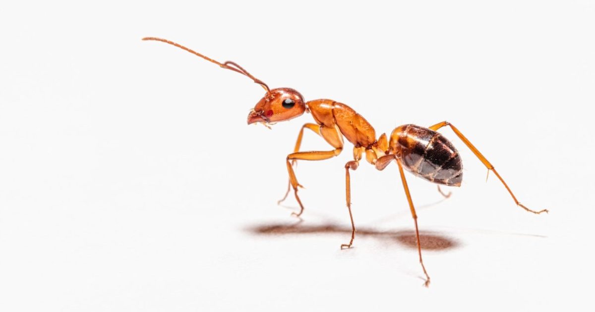 Scientists train ants to sniff out cancer in just 30 minutes