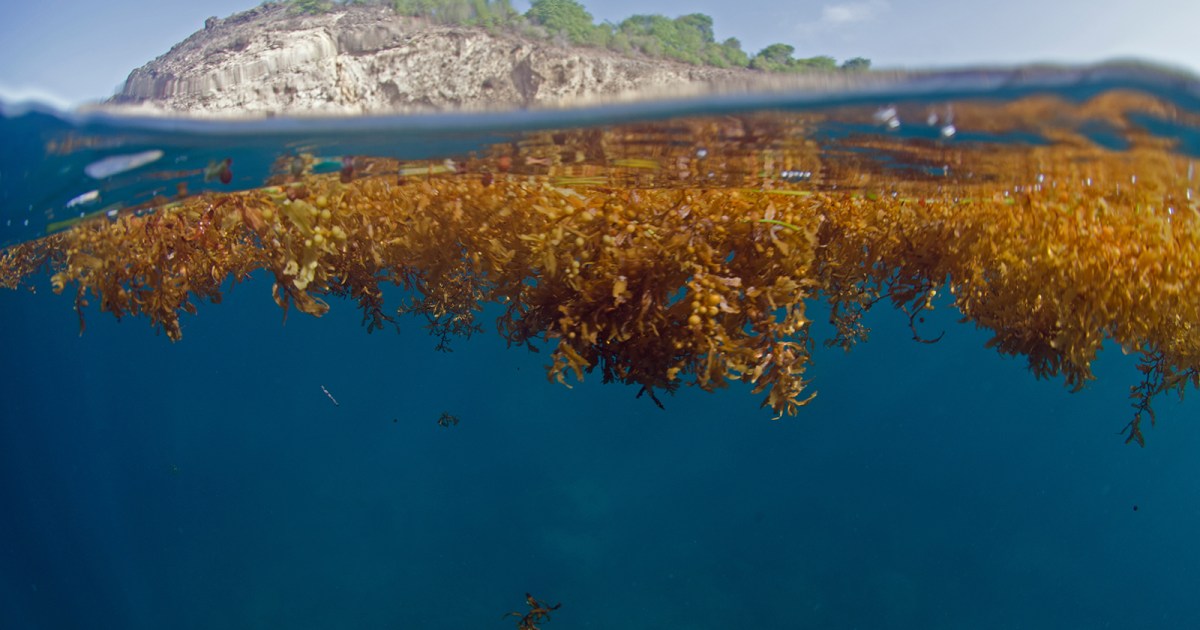 There’s a giant patch of toxic seaweed, and this company wants to bury it