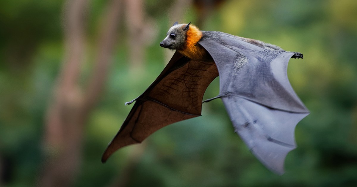 Something found in bats could help us survive infections and inflammation