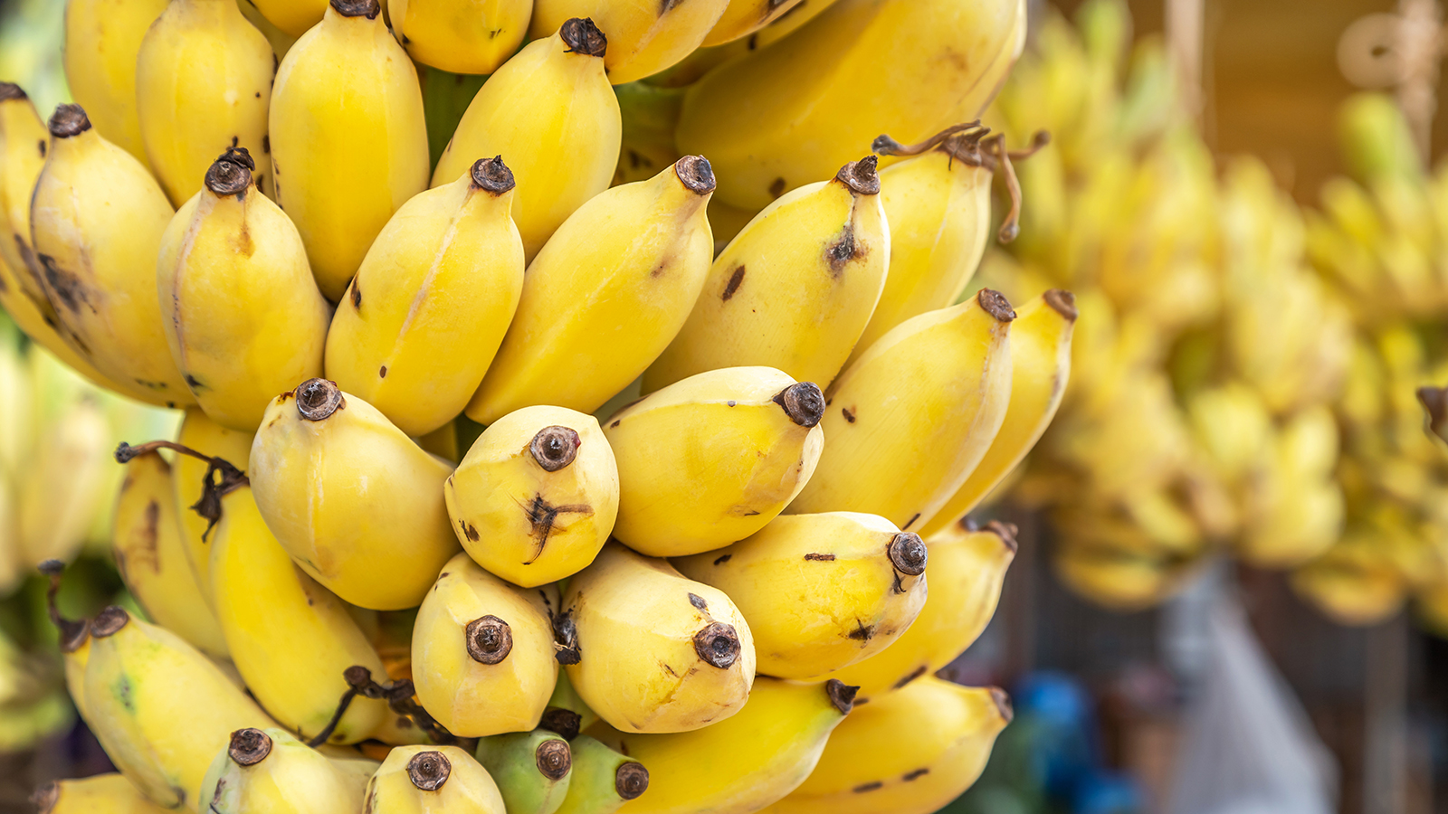This CRISPR’d (and non-GMO) banana is now officially approved