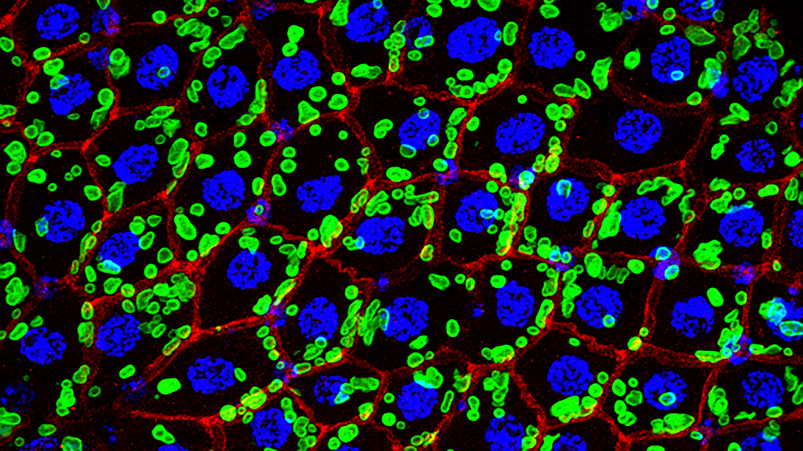 A new organelle has been found in cells
