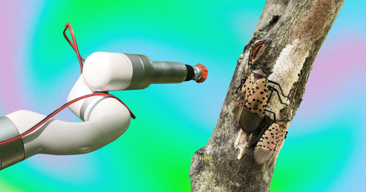 Farmers can fight invasive insects with AI and a robotic arm