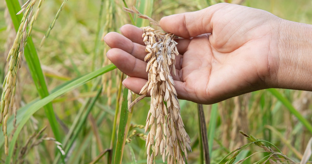 CRISPR’d plant is resistant to rice blast