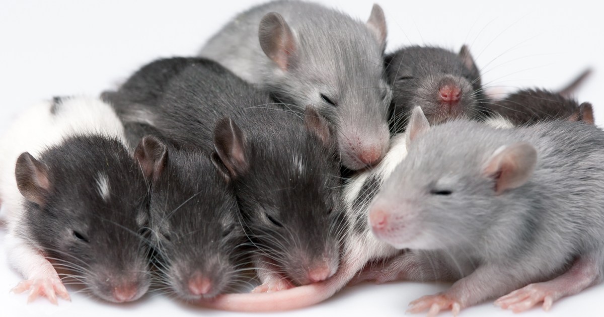Sound waves can trigger torpor-like state in mice and rats