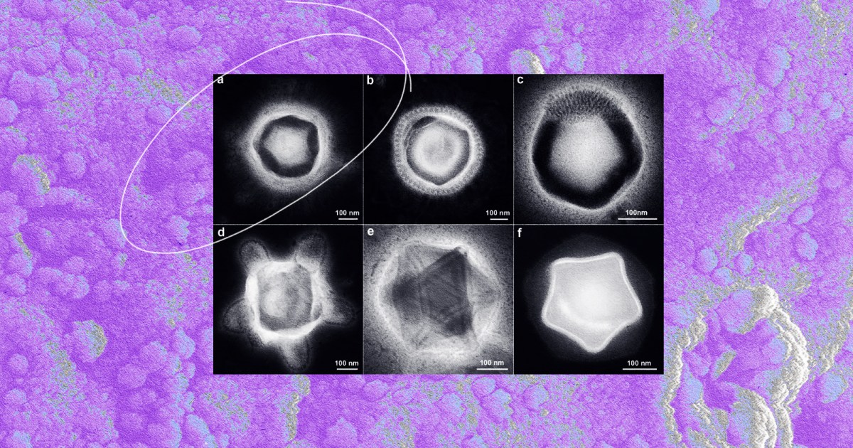 These giant viruses are unlike any we’ve ever seen before
