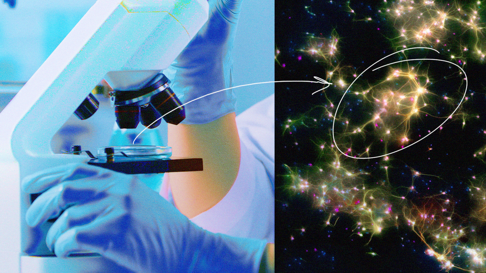 Australian military funds computer chip merged with brain cells