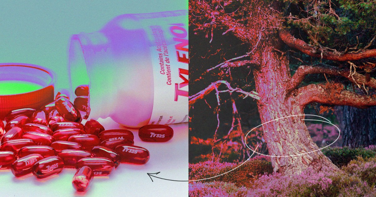 Scientists make pain relievers from pine trees rather than fossil fuels