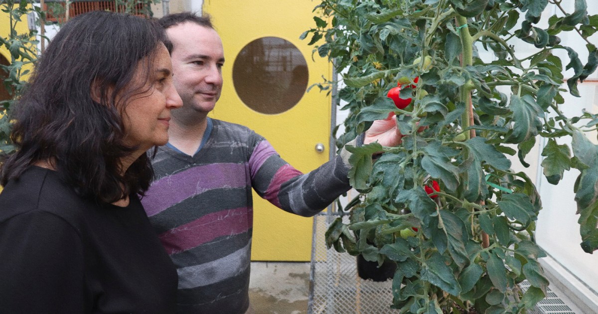 Mutant tomato could save crops around the world