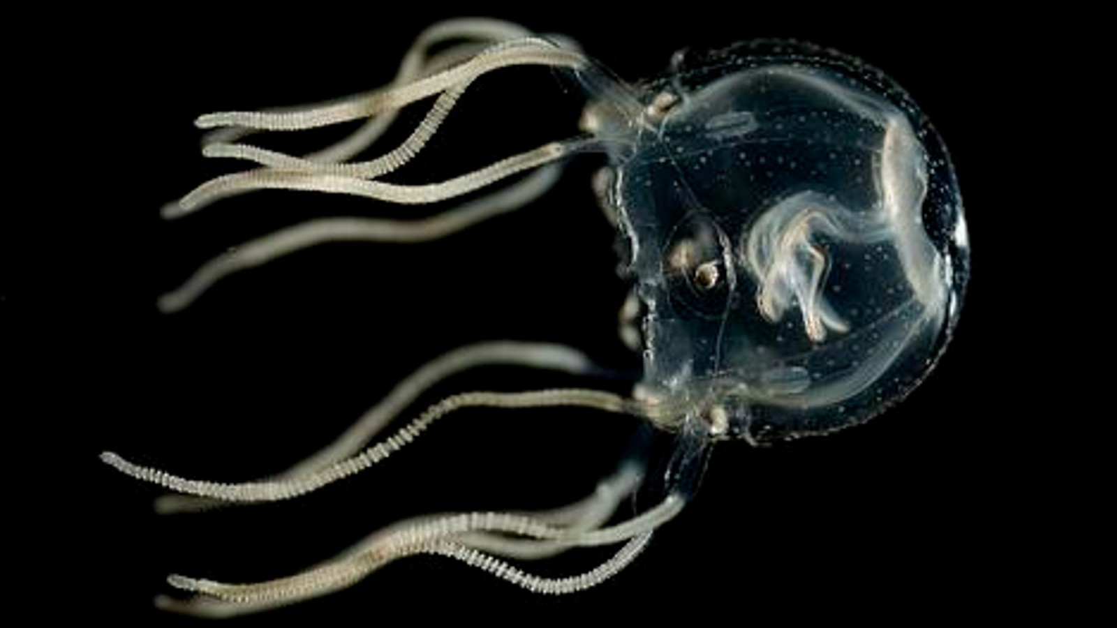 Jellyfish surprise scientists by learning without a brain - Freethink