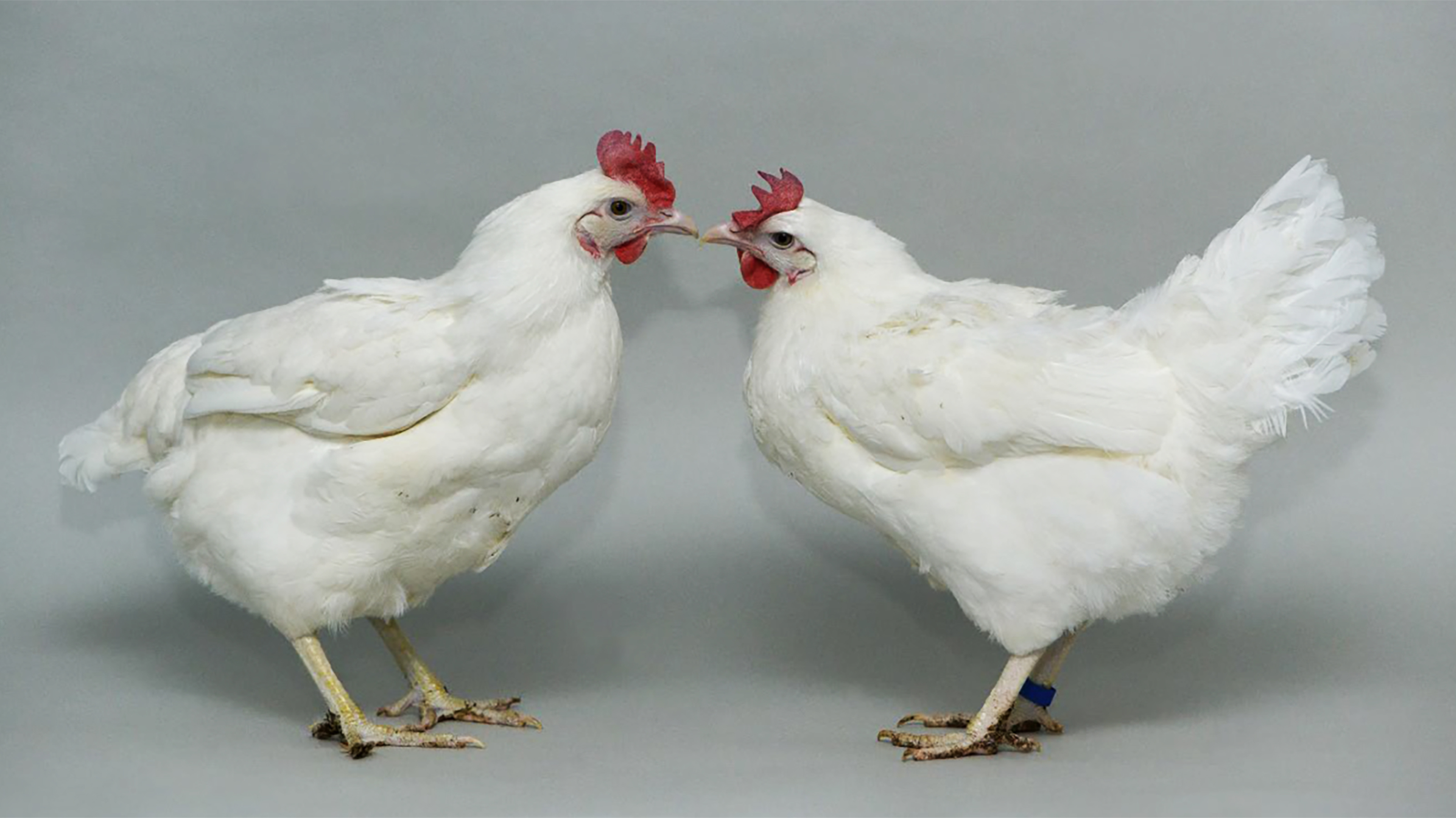 CRISPR protects 9 out of 10 chickens from avian flu