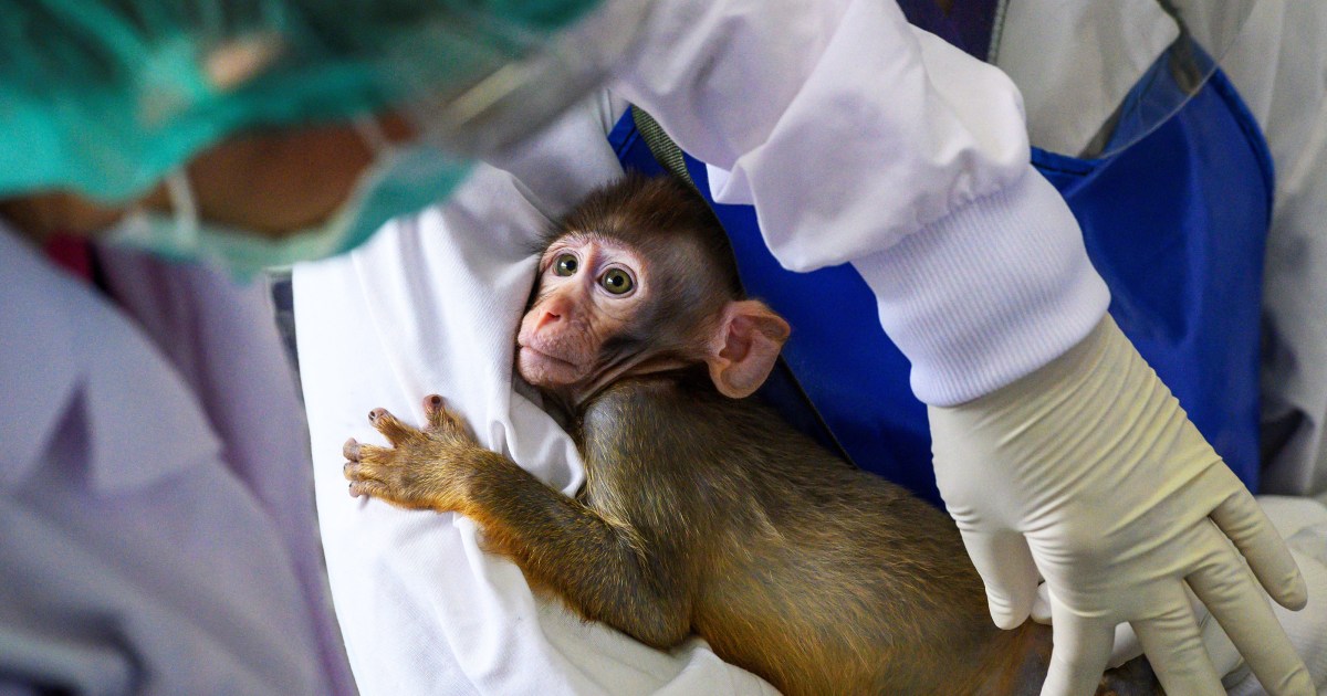 Monkey survives two years with a gene-edited pig kidney