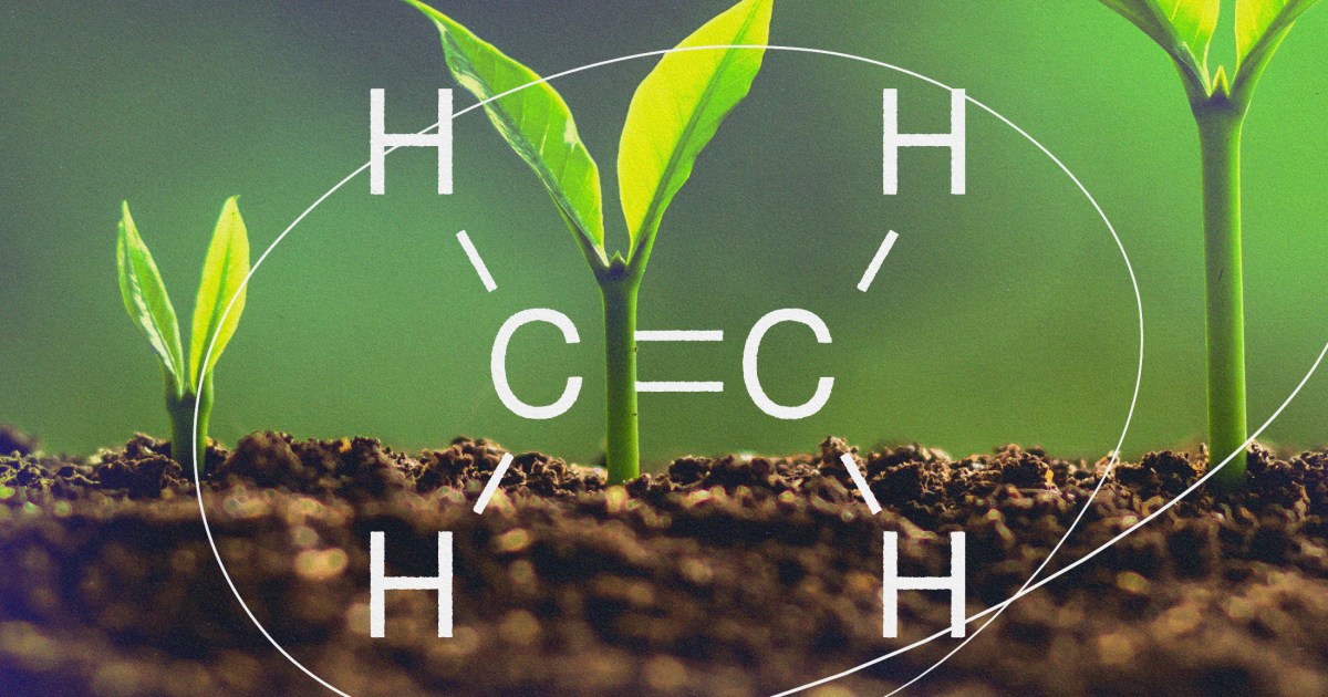 Exposing plants to an unusual chemical may bolster their growth