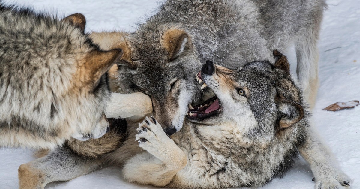 Do wolves harbor the secret to curing dogs' bowel problems?