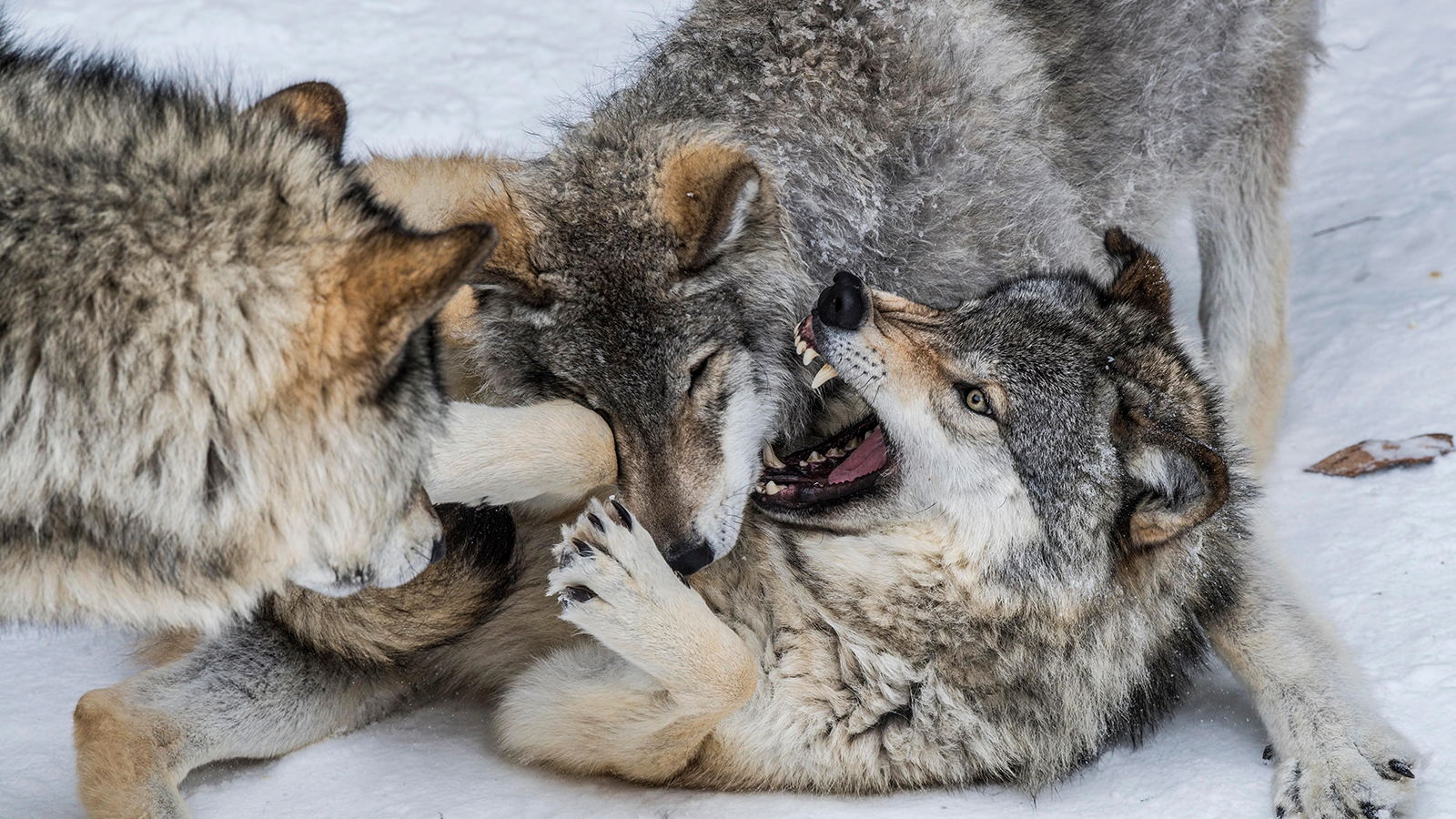 Do wolves harbor the secret to curing dogs' bowel problems?