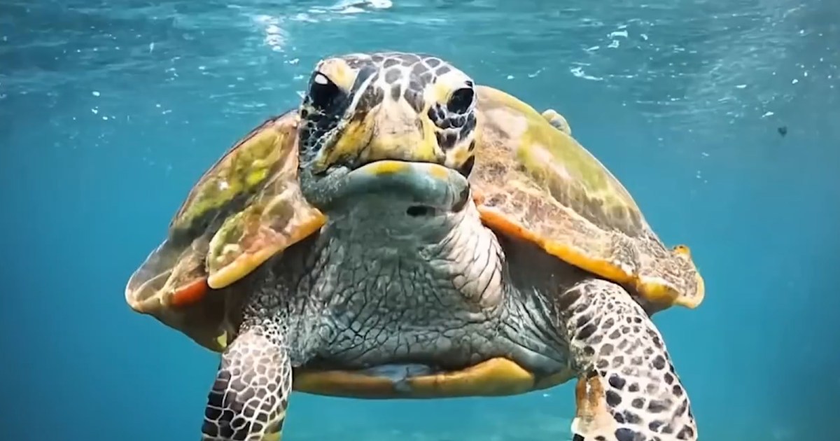 Google’s Lumiere has created a new paradigm for text-to-video AI ...