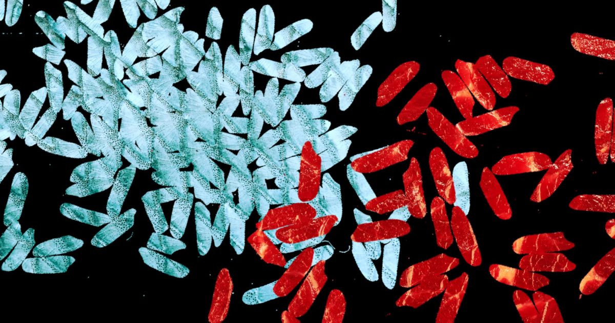 Korean scientists grow beef inside of rice