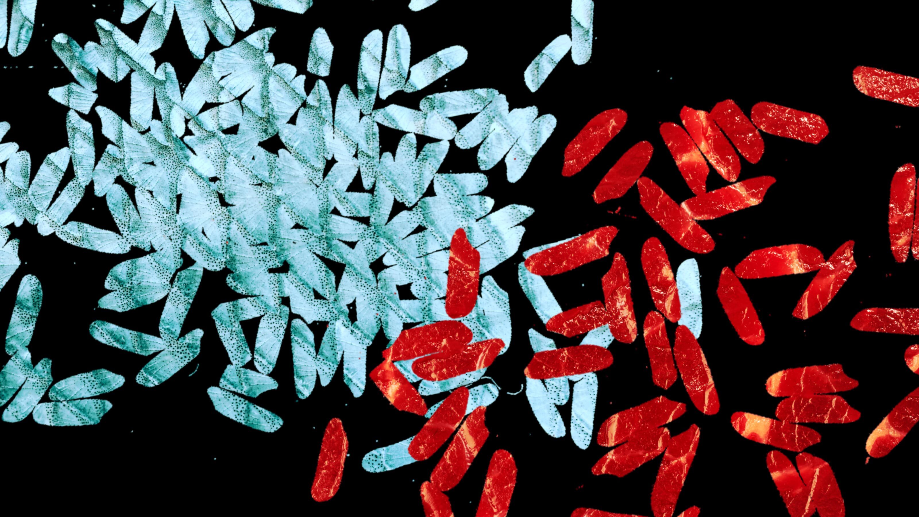 Korean scientists grow beef inside of rice