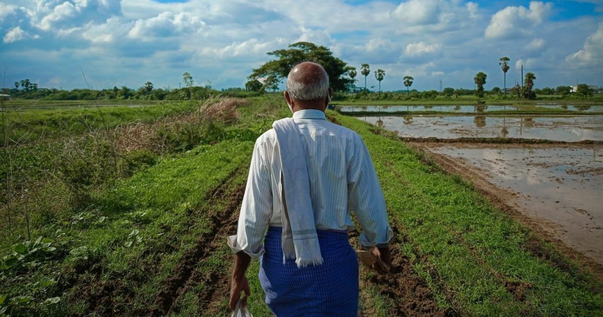 AI for agriculture: How Indian farmers are harvesting innovation