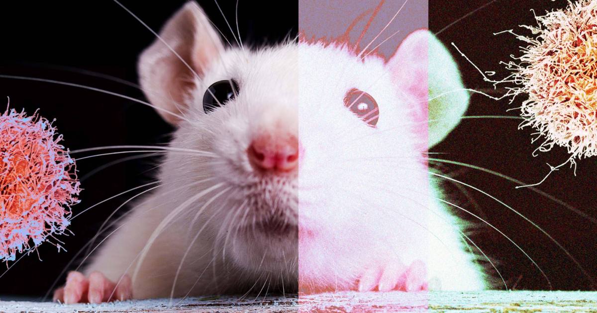 Antibody treatment recreates younger immune systems, in mice