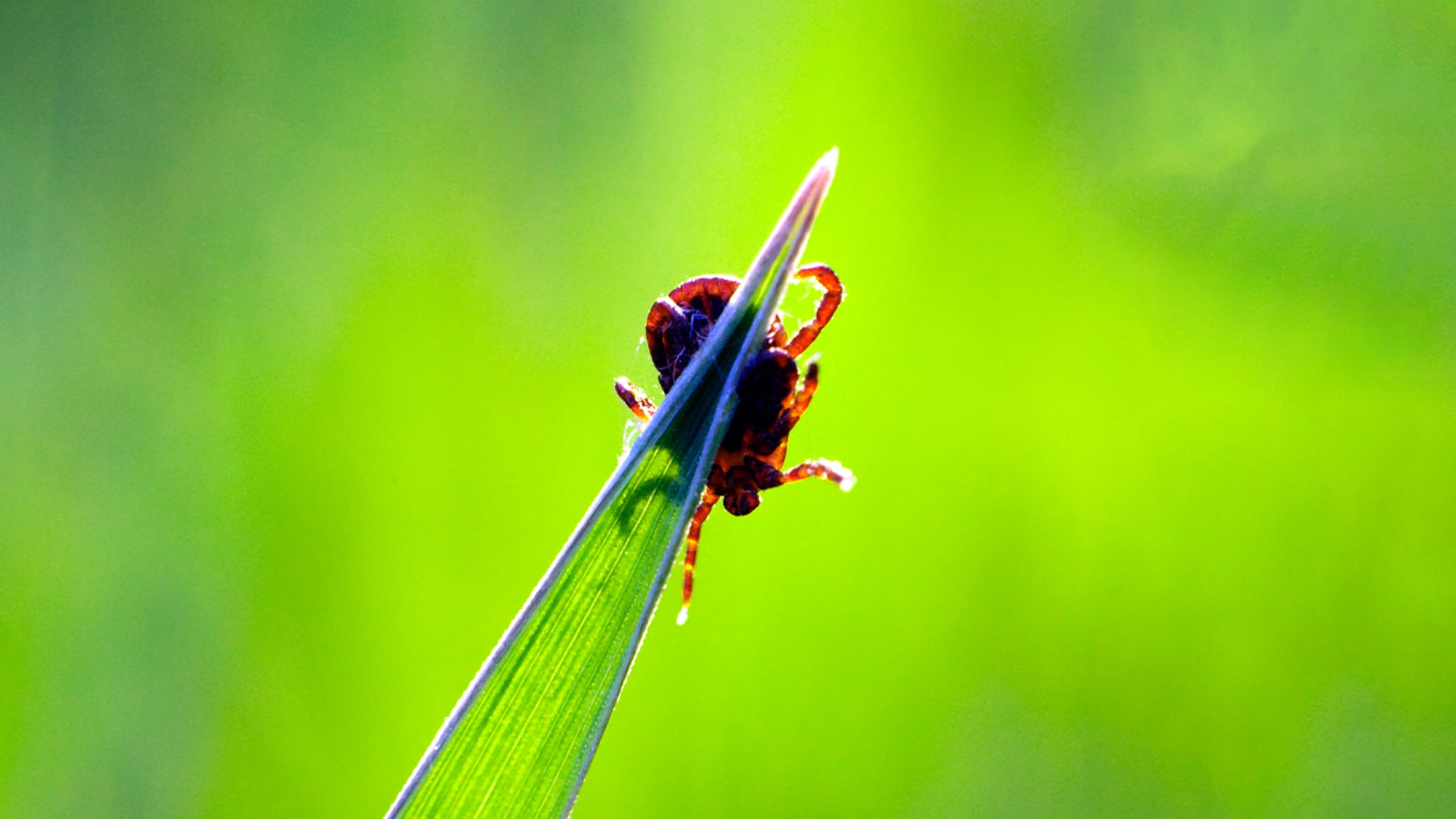 Pill To Prevent Lyme Disease Kills Ticks Before They Can Infect You 1398