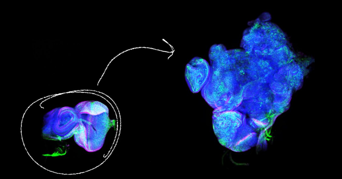 New study challenges long-held assumption about cancer