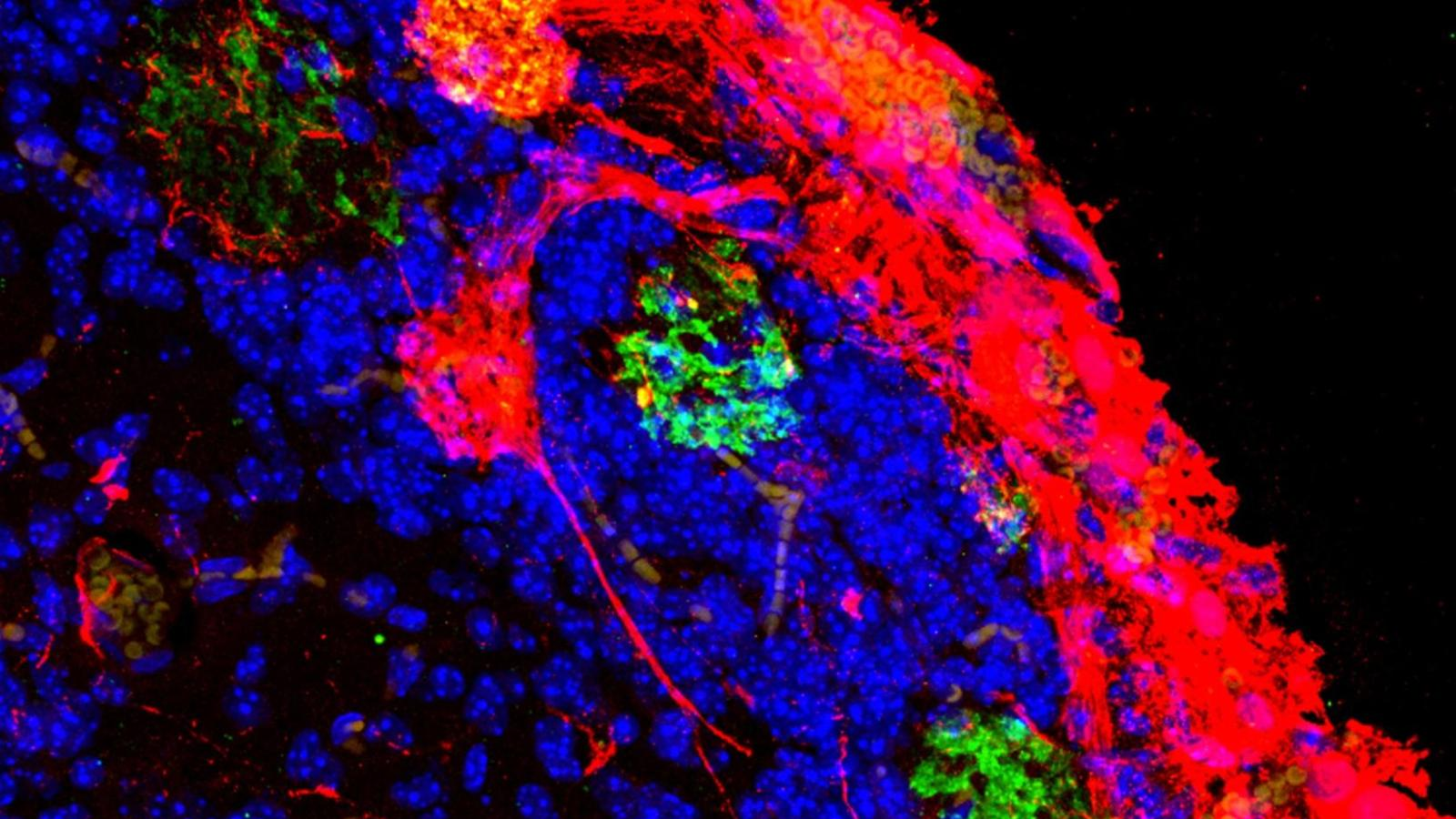 First neuron-level map of a monkey brain revealed